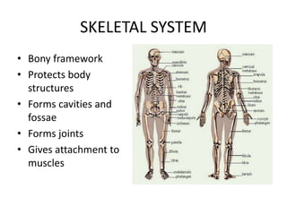 Muskuloskeletal system for 1st year bsc nursing | PPTX