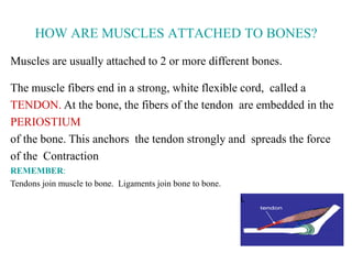 Muskuloskeleton day 2 | PPT