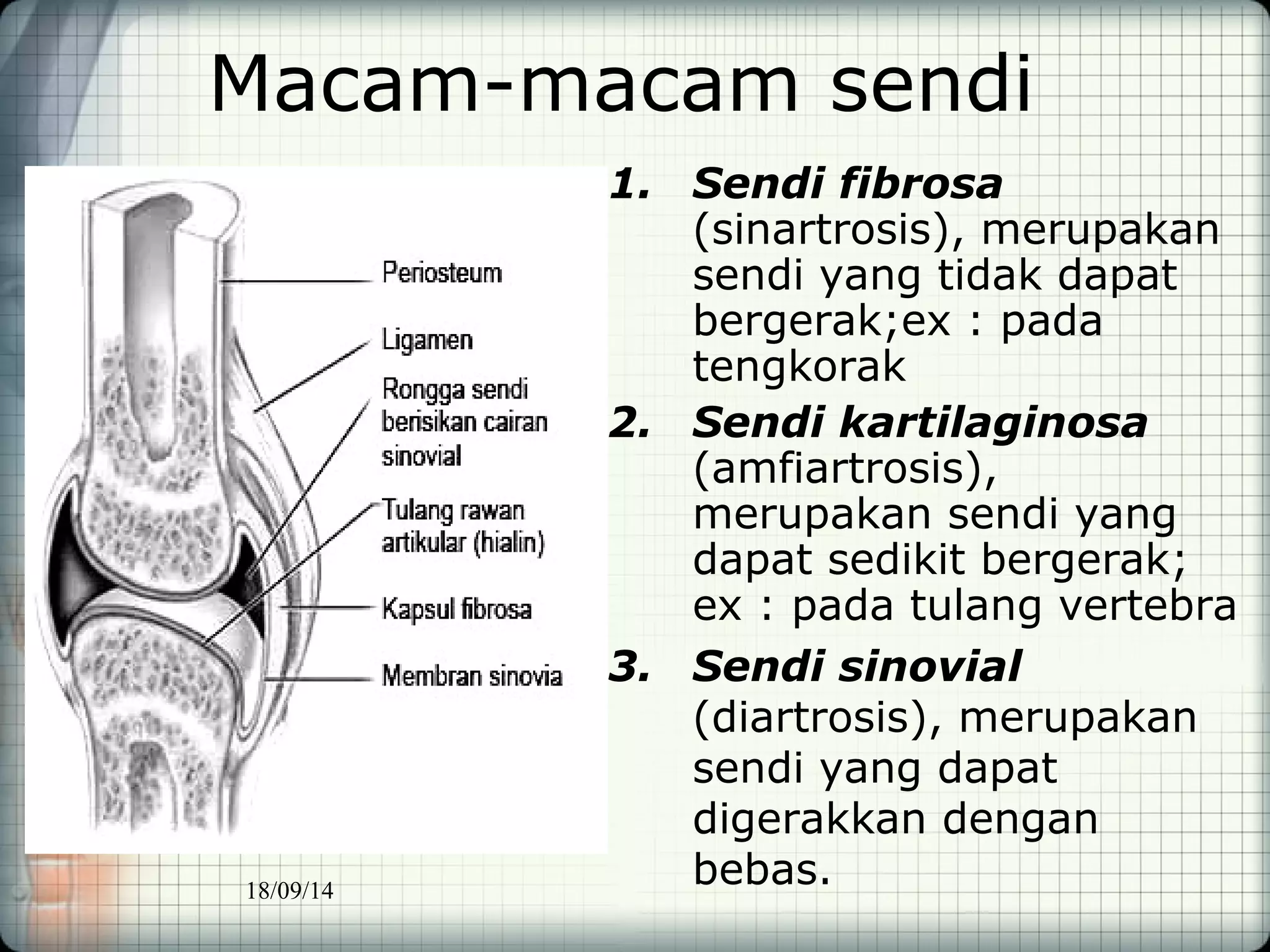 Muskulos tulang dan sendi pertemuan 1 | PPT