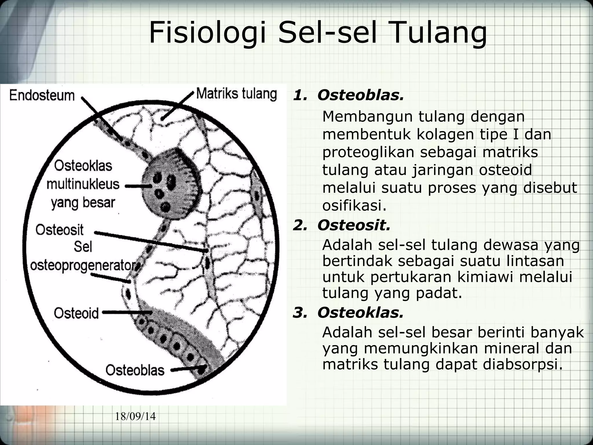 Muskulos tulang dan sendi pertemuan 1 | PPT