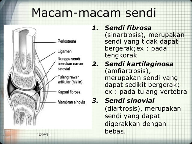 Muskulos tulang dan sendi pertemuan 1