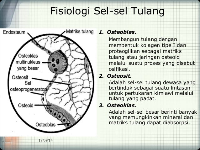 Muskulos tulang dan sendi pertemuan 1