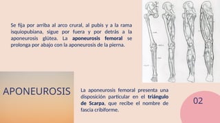 Tema - Muslo, anatomía humana Morfo II 22 | PPTX