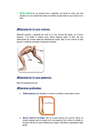 Músculos del muslo | DOCX