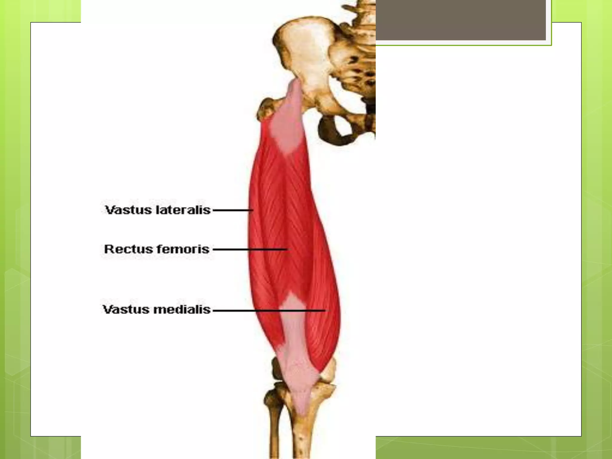 Muslo, region anterior externa e interna | PPTX
