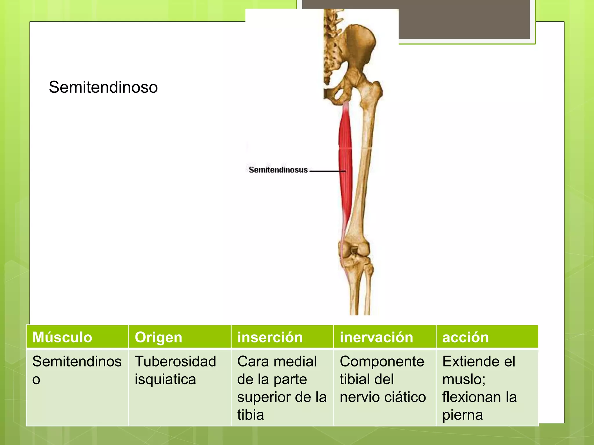 Muslo, region anterior externa e interna | PPTX