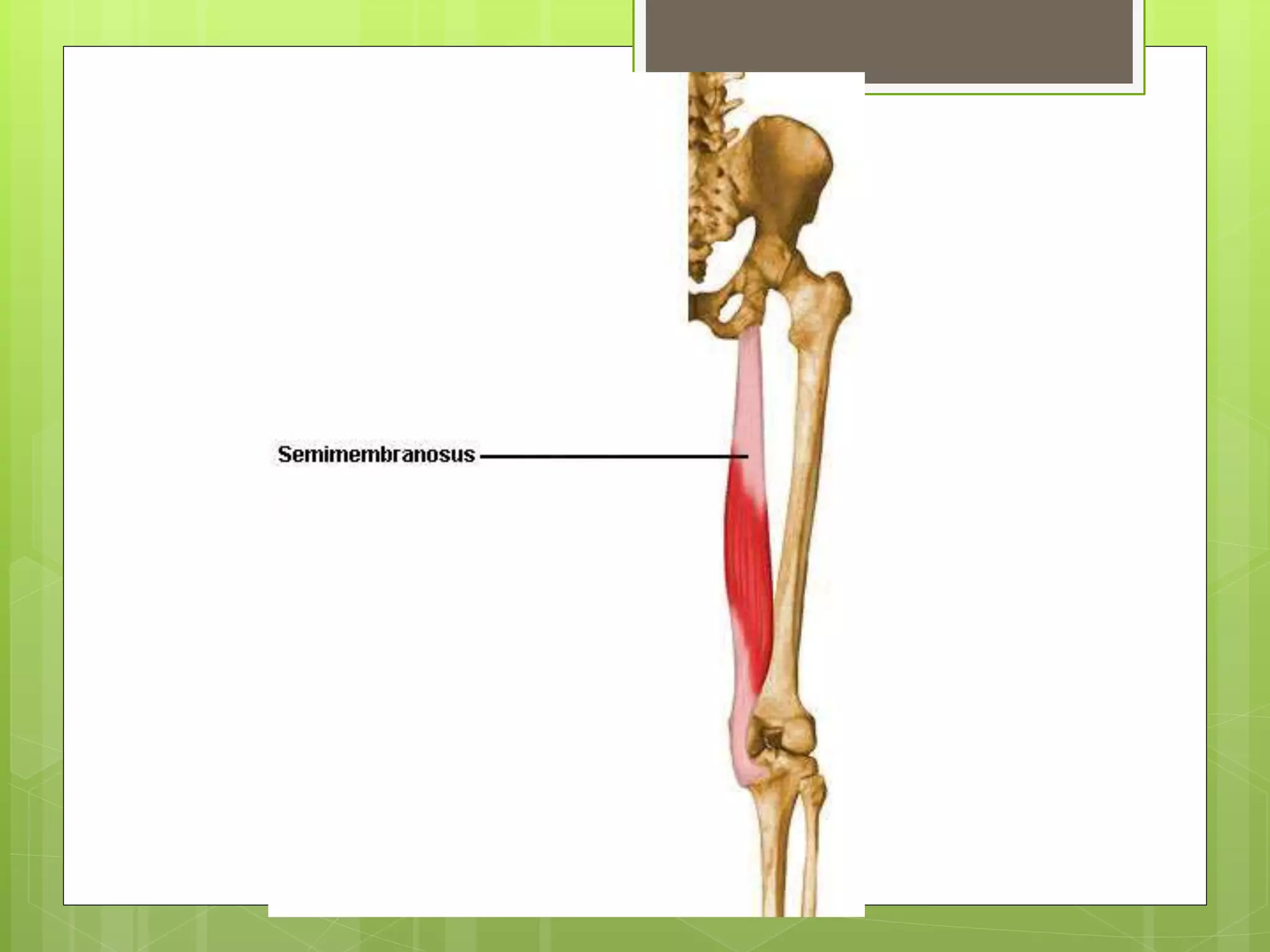 Muslo, region anterior externa e interna | PPTX