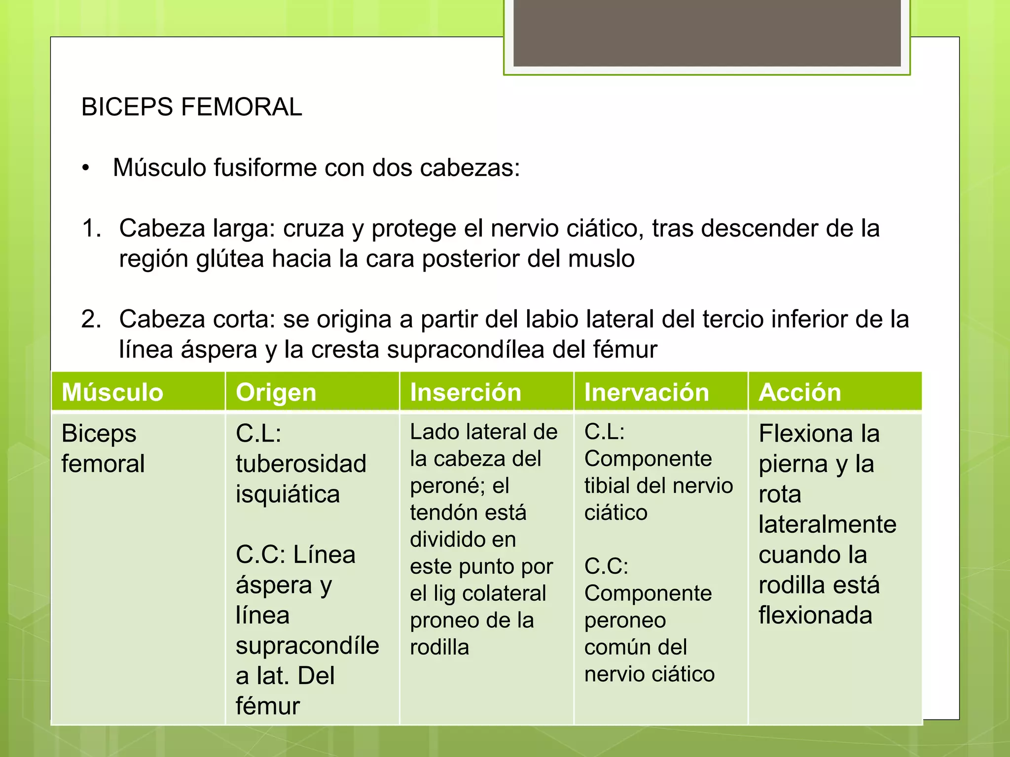 Muslo, region anterior externa e interna | PPTX
