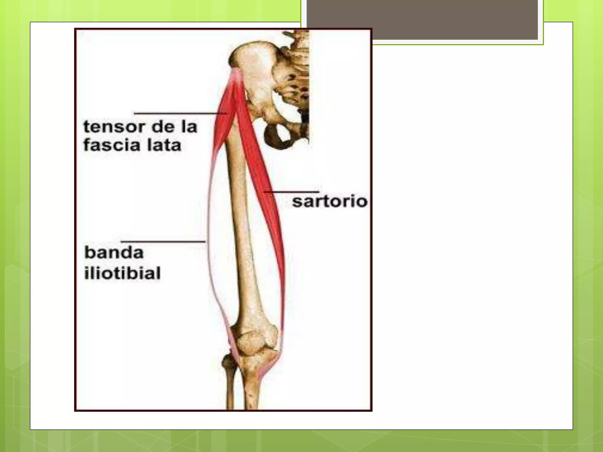 Muslo, region anterior externa e interna | PPTX