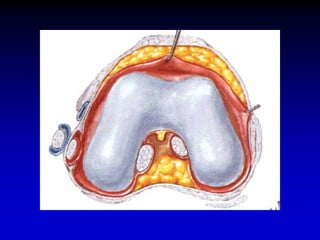MUSLO Y RODILLA ppt 2024 anatomia ciclo III | PPT