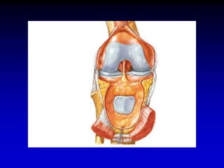 MUSLO Y RODILLA ppt 2024 anatomia ciclo III | PPT