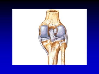 MUSLO Y RODILLA ppt 2024 anatomia ciclo III | PPT