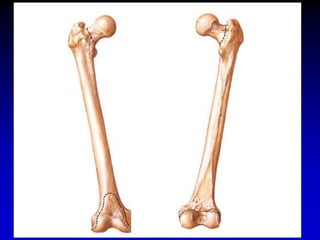MUSLO Y RODILLA ppt 2024 anatomia ciclo III | PPT