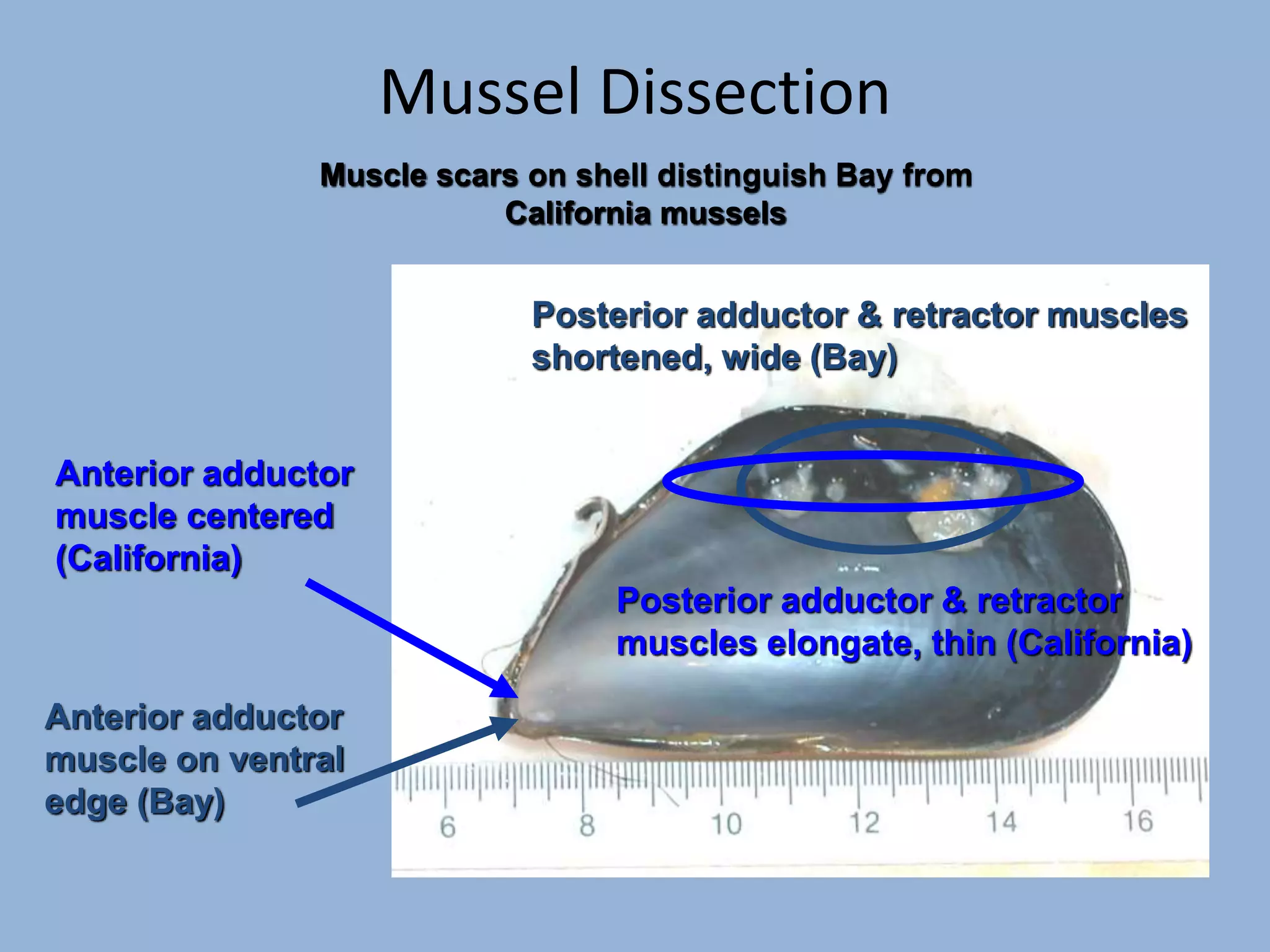Mussel dissection | PPTX