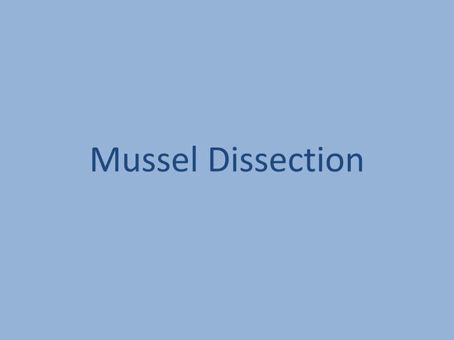 Mussel dissection | PPTX