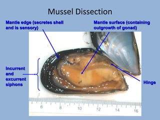 Mussel dissection | PPTX