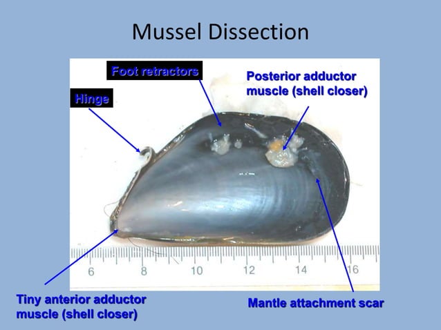 Mussel dissection | PPTX