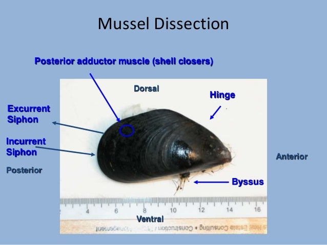 Mussel dissection