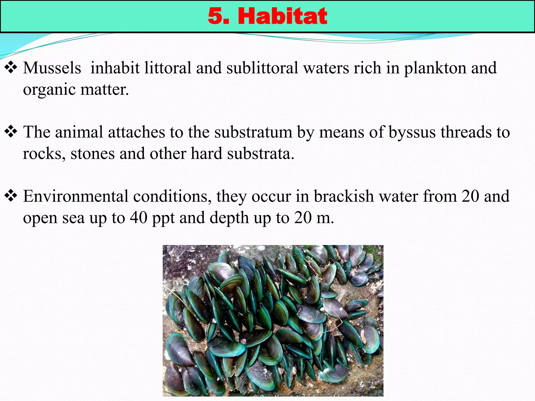 Mussels Farming in India | PDF