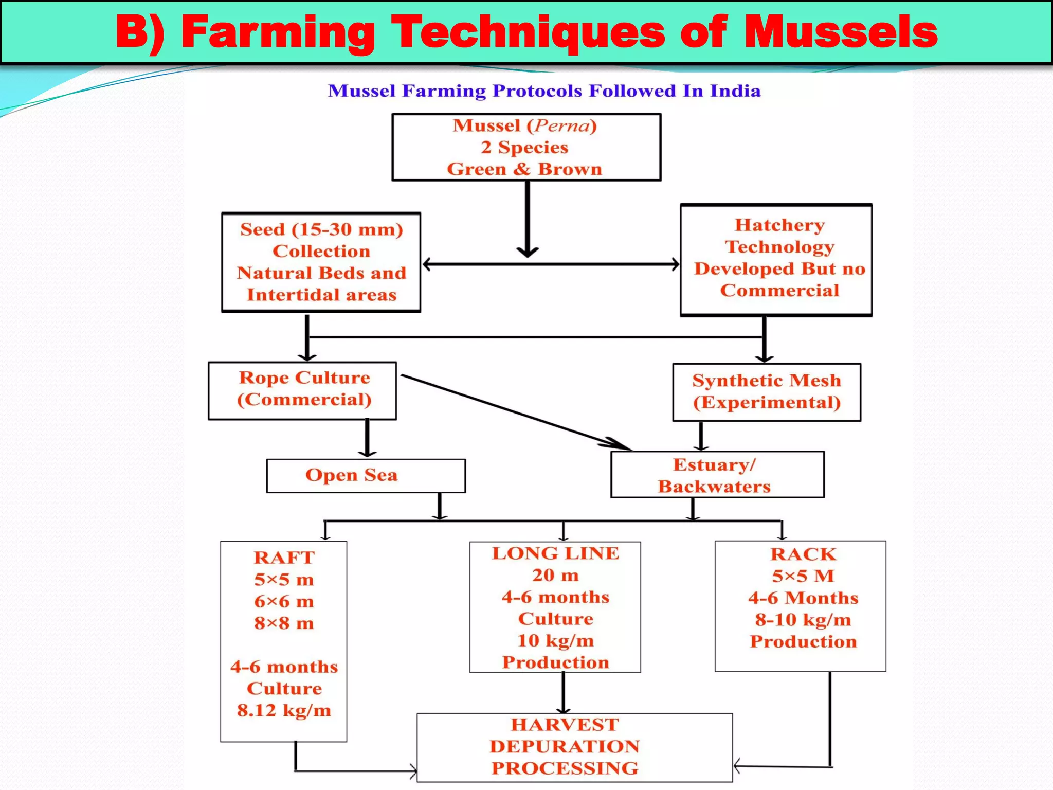 Mussels Farming in India | PDF