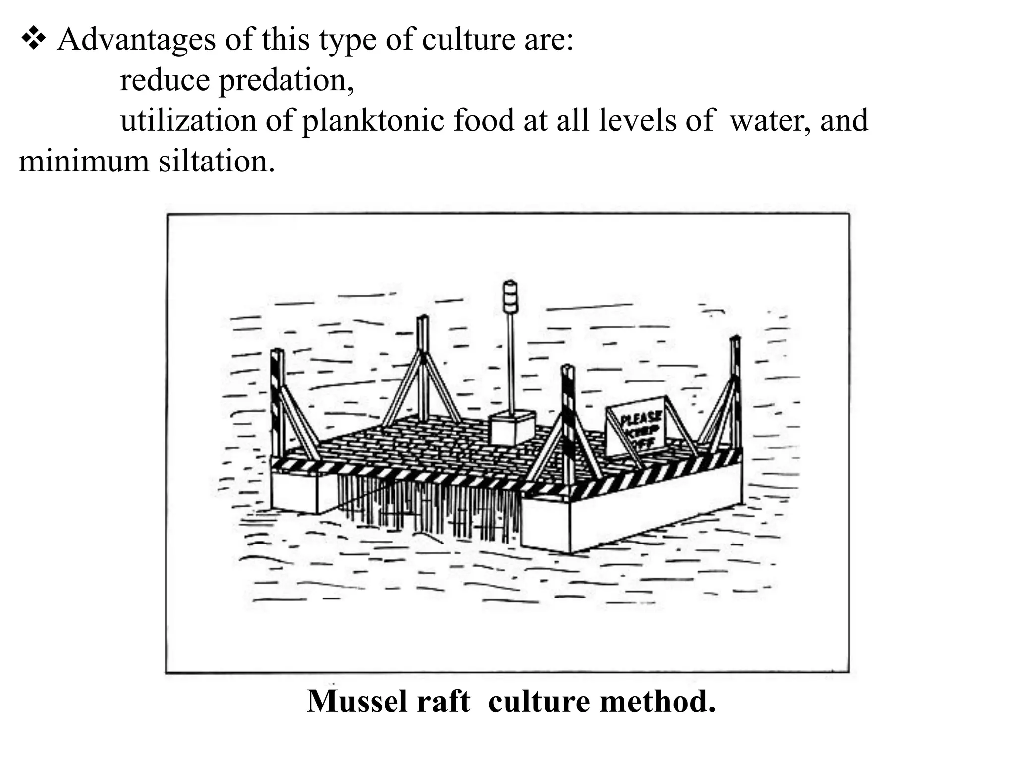 Mussels Farming in India | PDF
