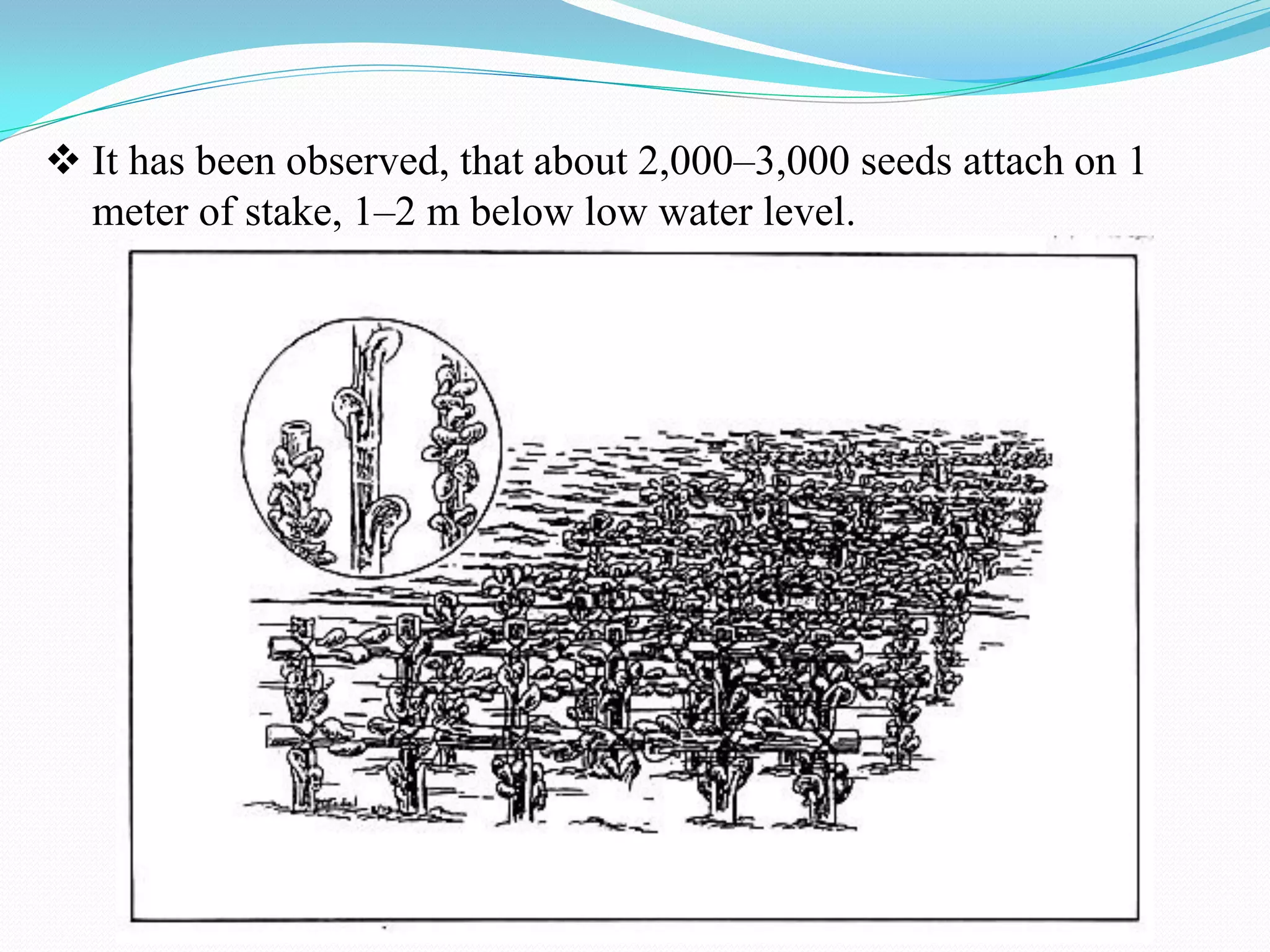 Mussels Farming in India | PDF