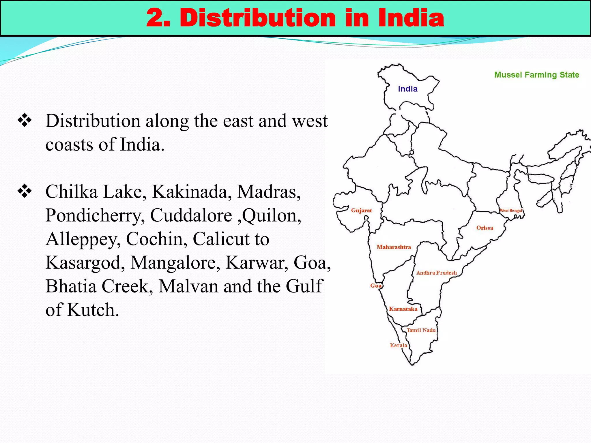 Mussels Farming in India | PDF