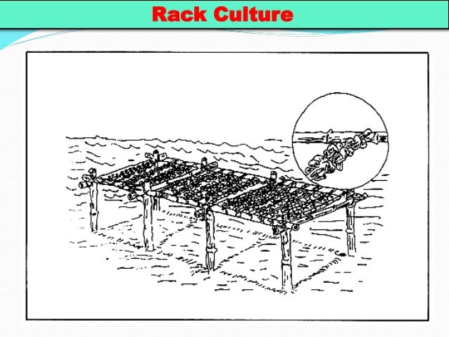 Mussels Farming in India