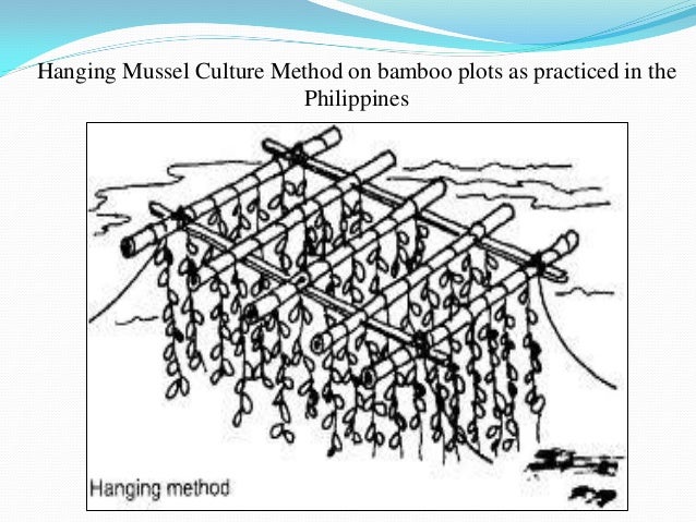 Mussels Farming in India