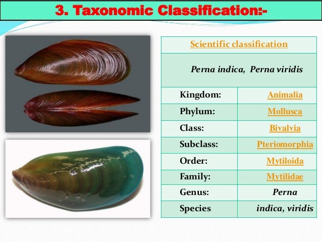 Mussels Farming in India