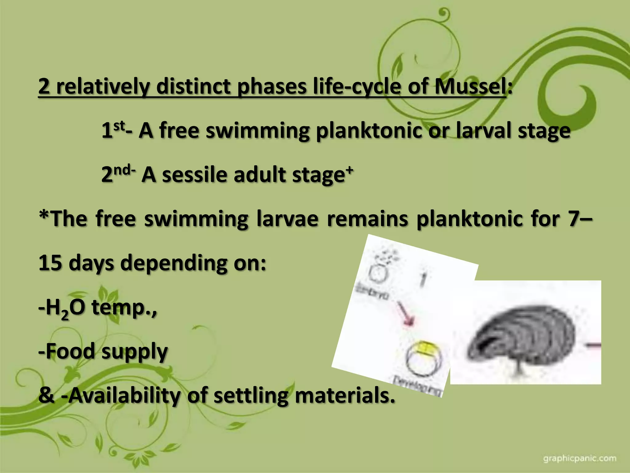 Mussel grow out culture | PPTX