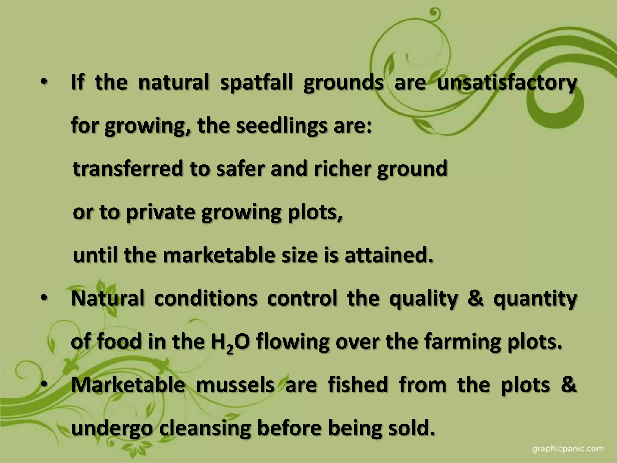 Mussel grow out culture | PPTX