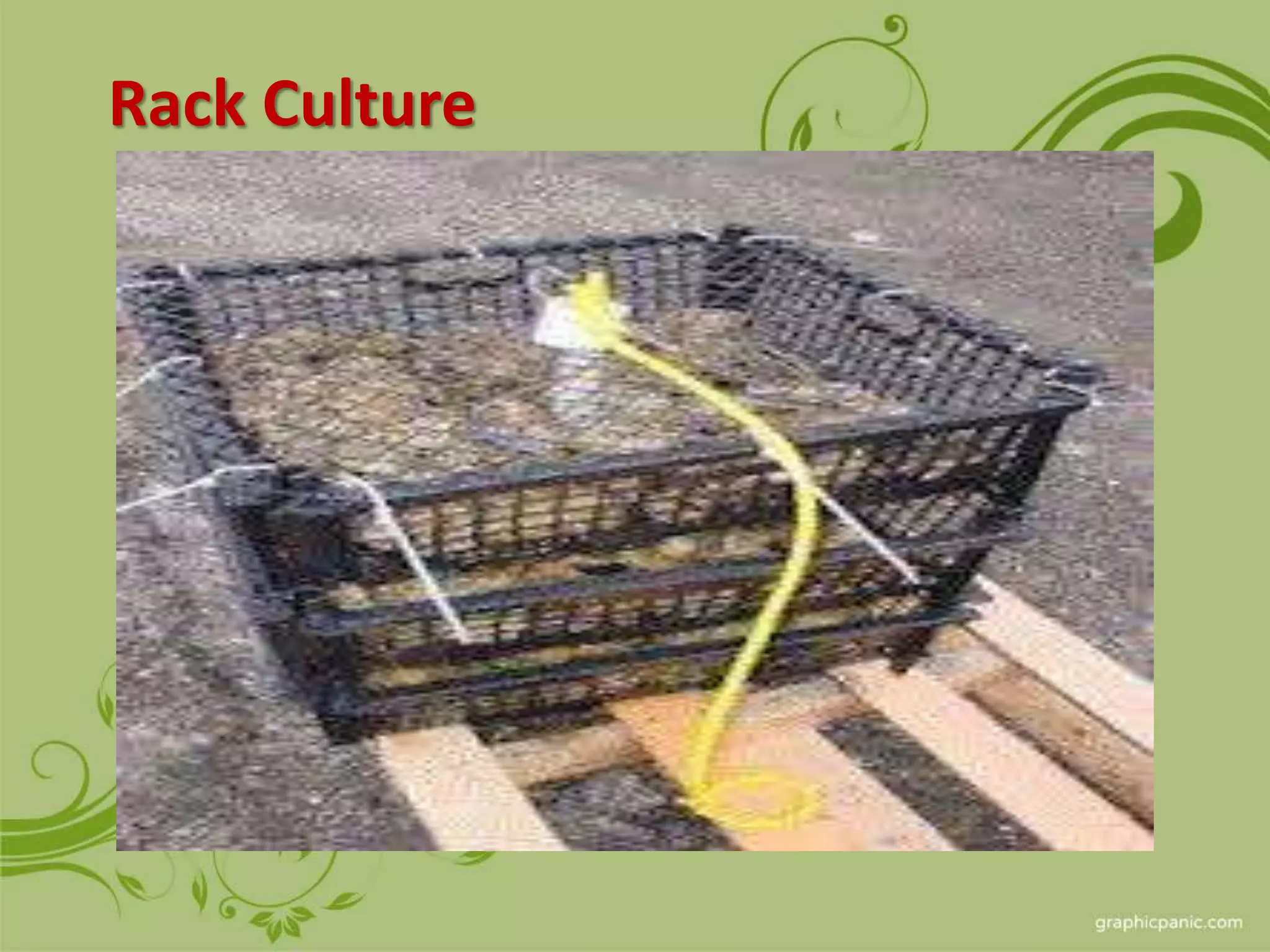 Mussel grow out culture | PPTX