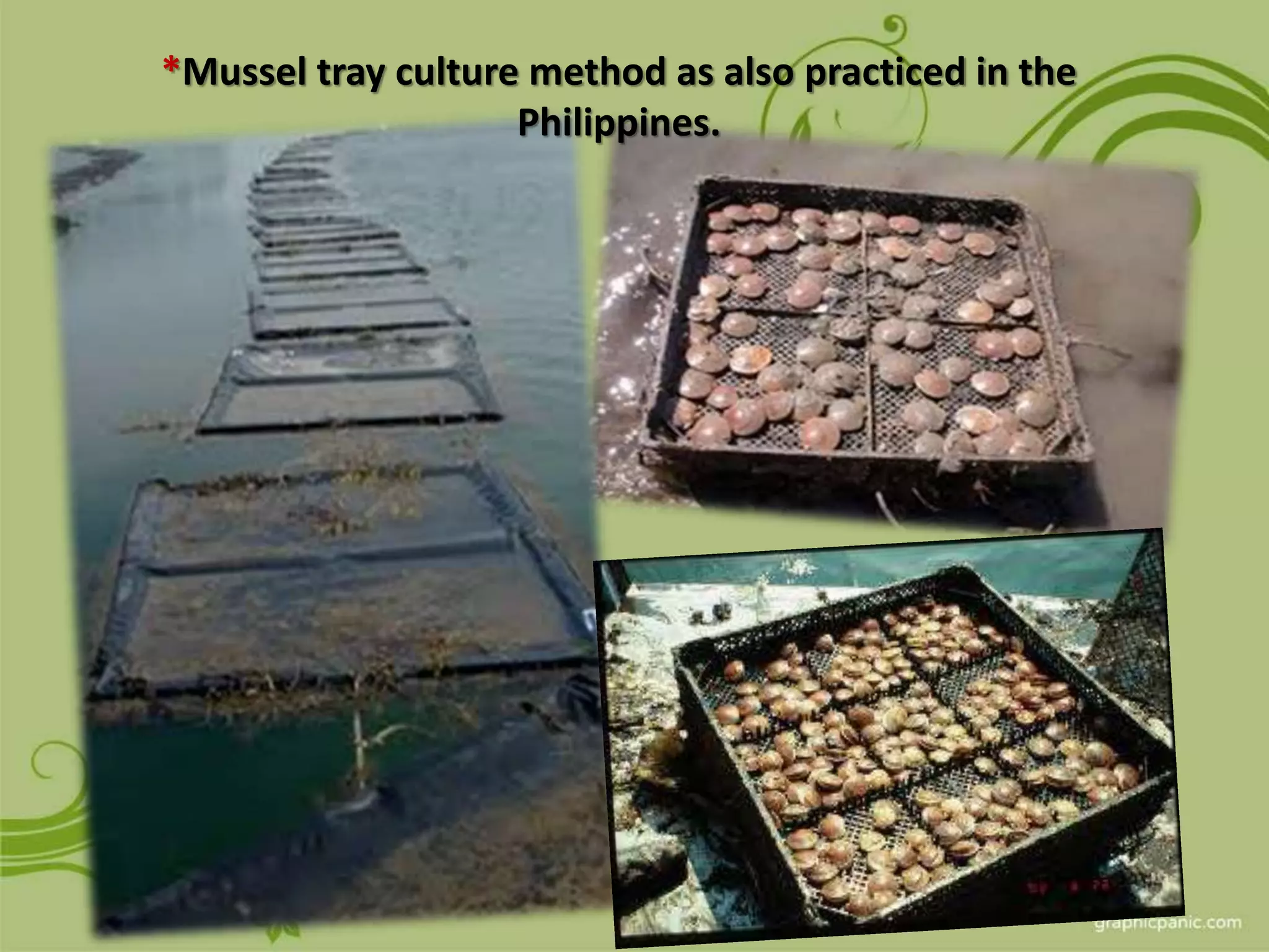 Mussel grow out culture | PPTX