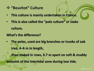 Mussel grow out culture | PPTX