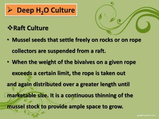 Mussel grow out culture | PPTX