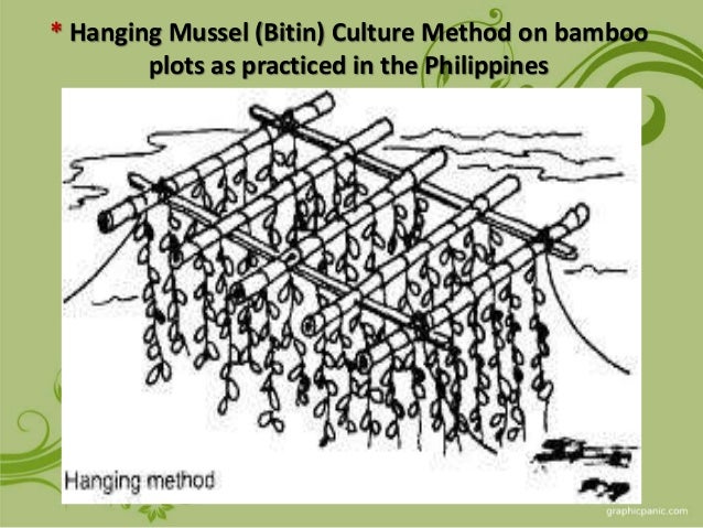 Mussel grow out culture