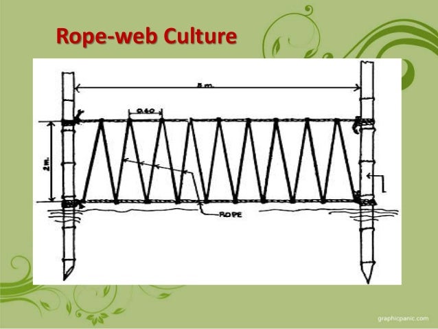 Mussel grow out culture