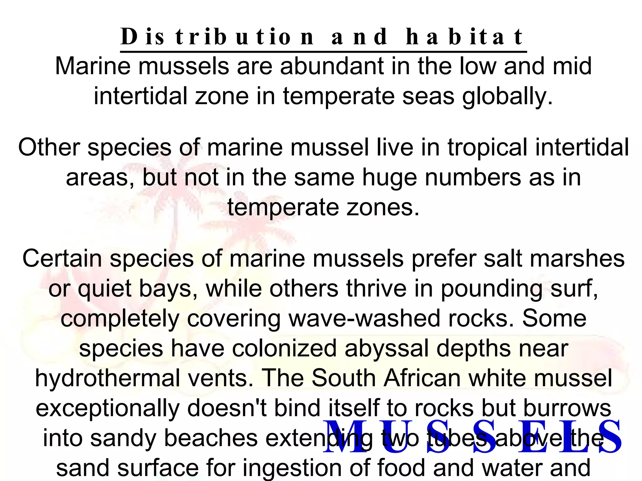 Mussels | PPT