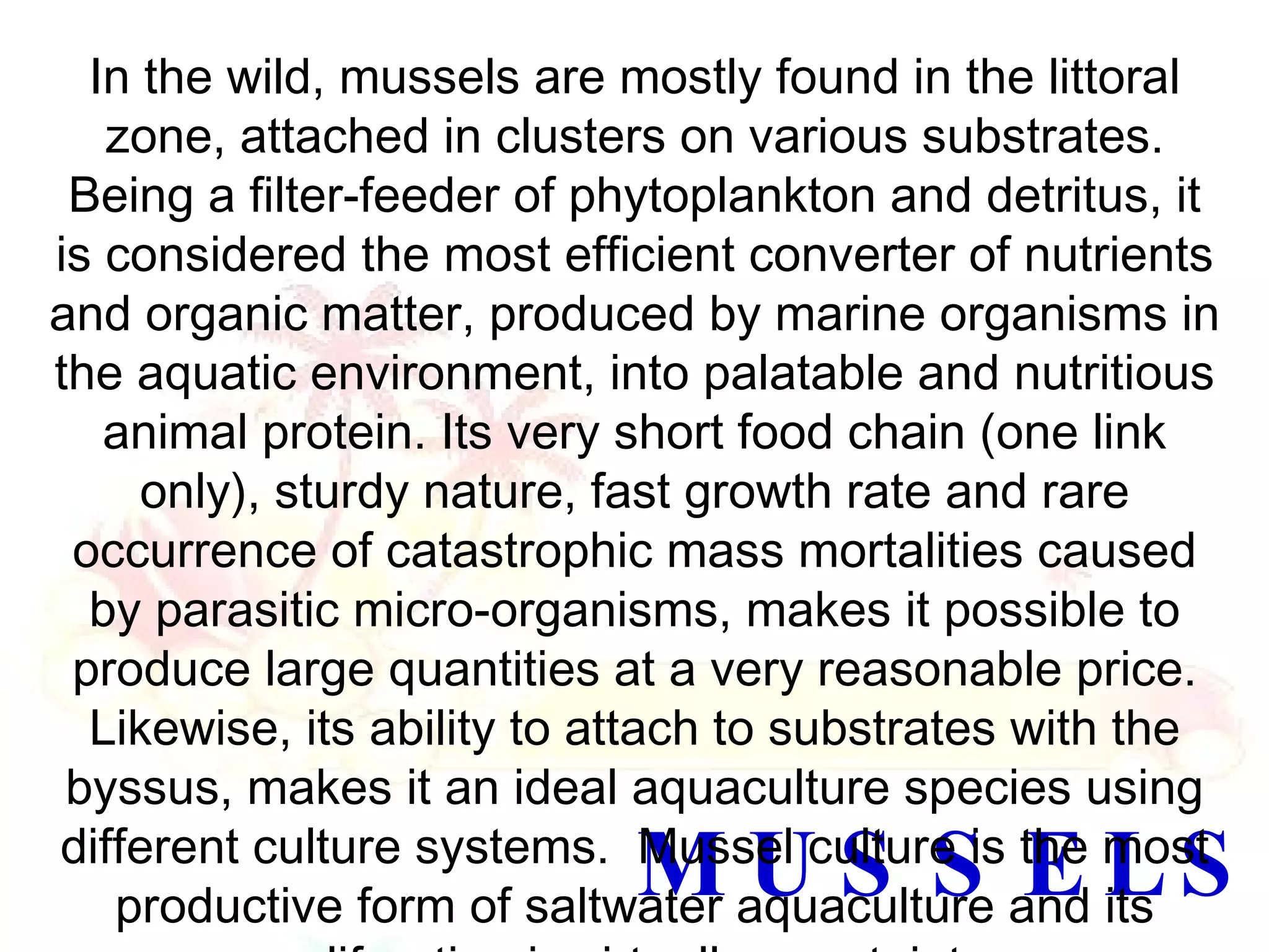 Mussels | PPT