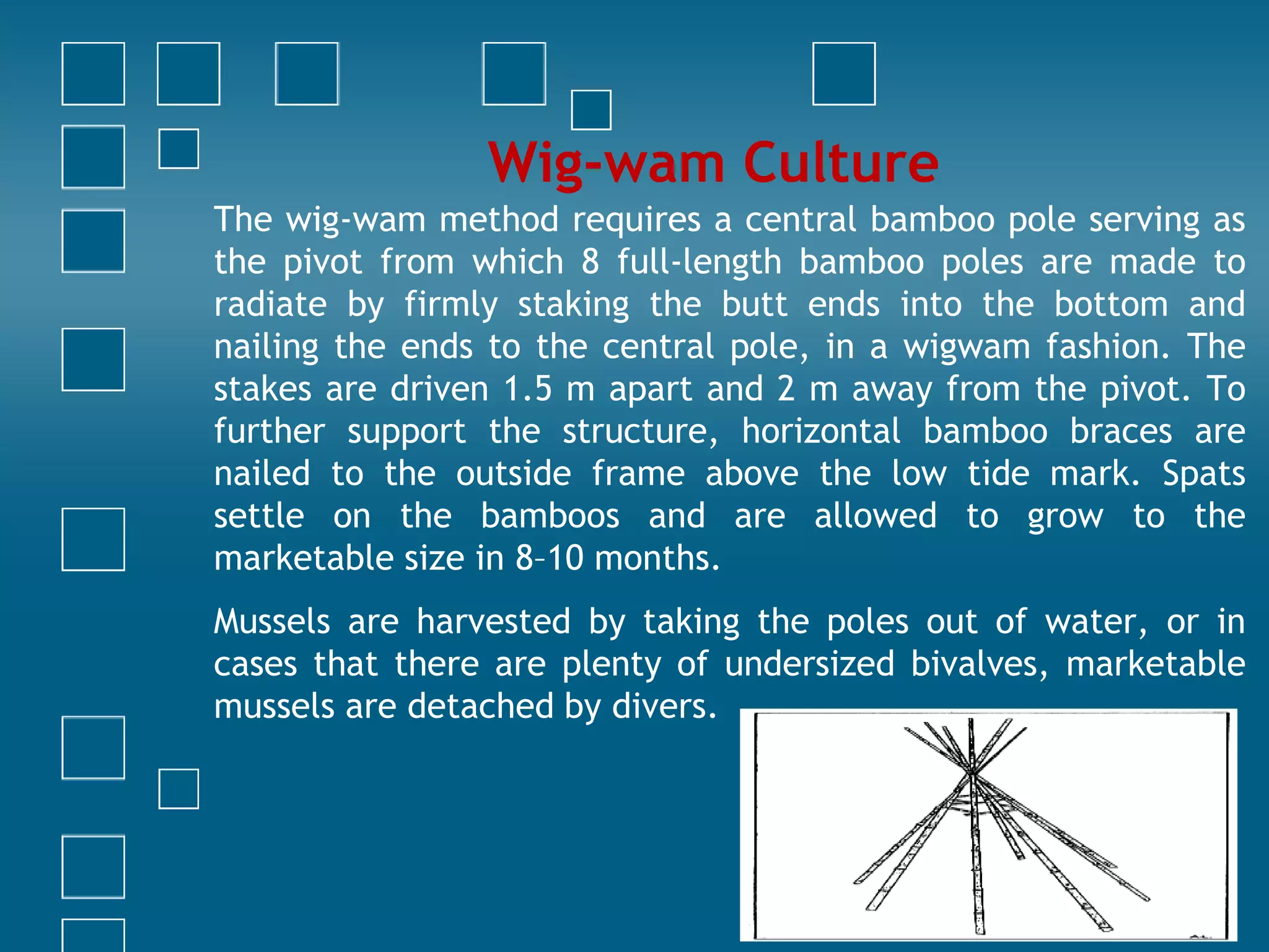 Culture Methods of Mussels | PPTX