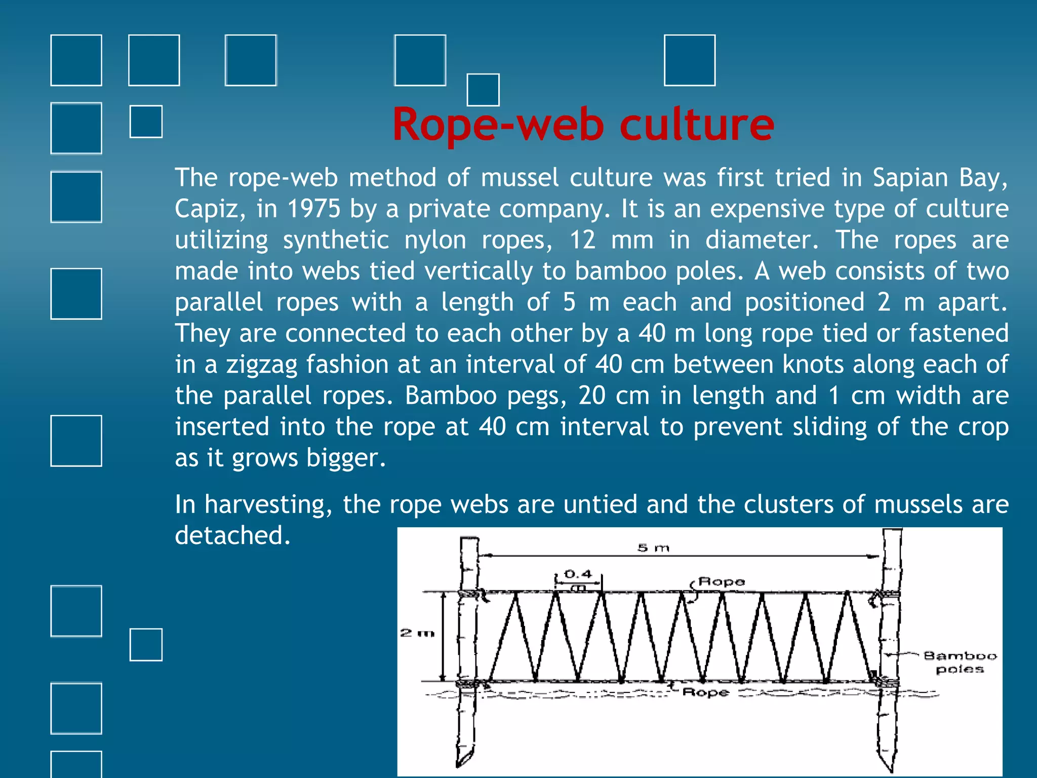 Culture Methods of Mussels | PPTX