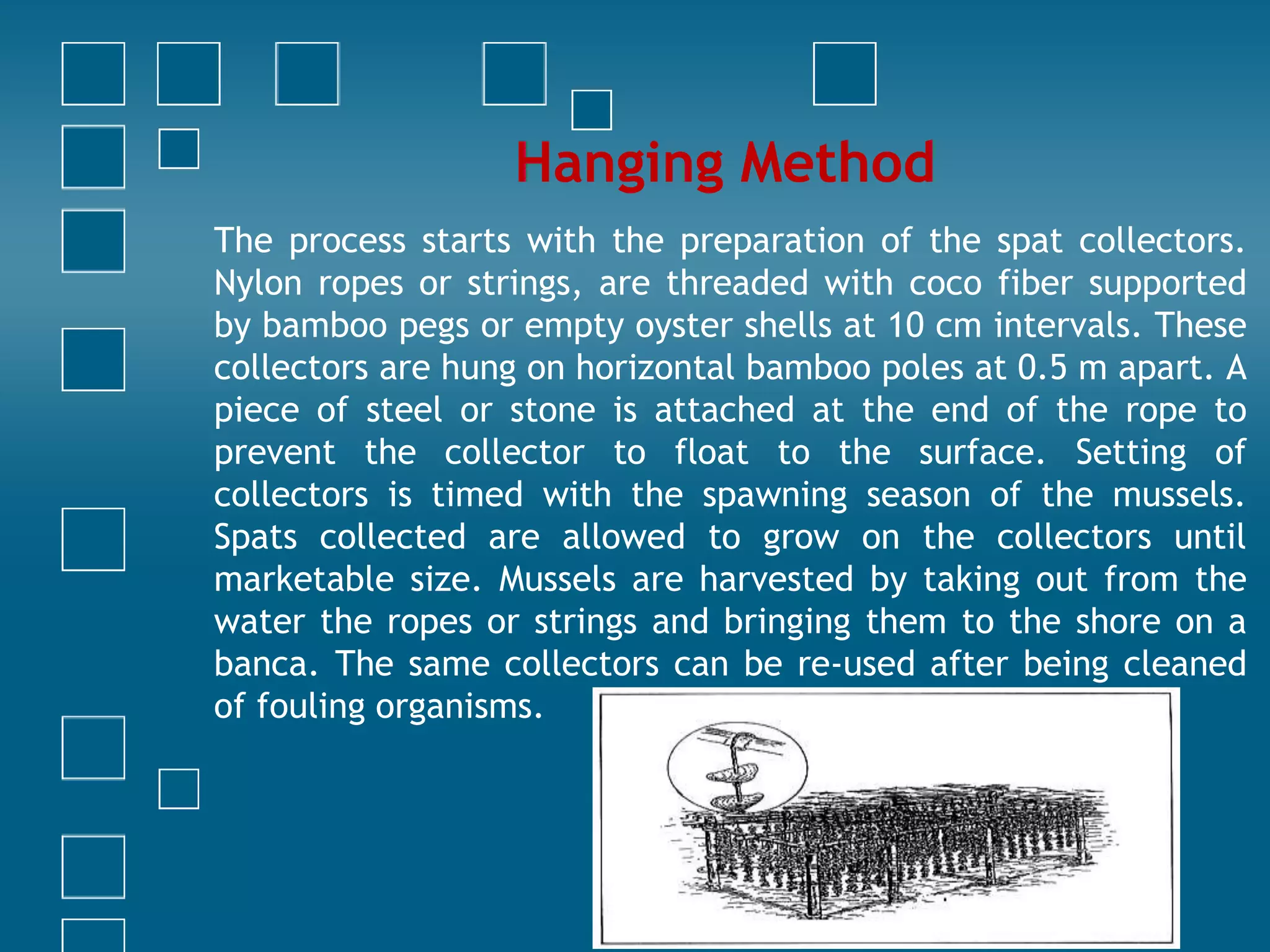 Culture Methods of Mussels | PPTX