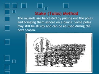 Culture Methods of Mussels | PPTX