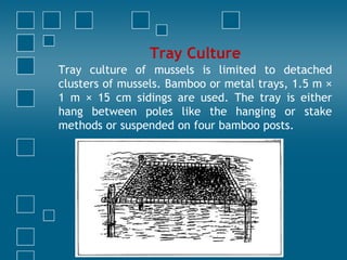 Culture Methods of Mussels | PPTX