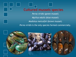 Culture Methods of Mussels | PPTX