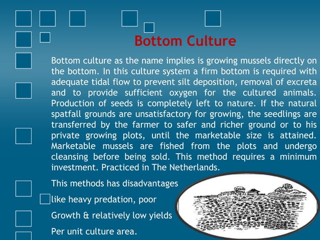 Culture Methods of Mussels | PPTX