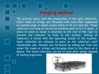 Culture Methods of Mussels | PPTX