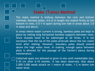 Culture Methods of Mussels | PPTX