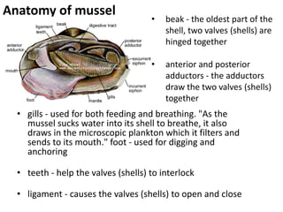 Mussle cuture | PPT